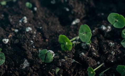 Soil Borne Pathogens In Gardens And Agriculture Alluvial Soil Lab