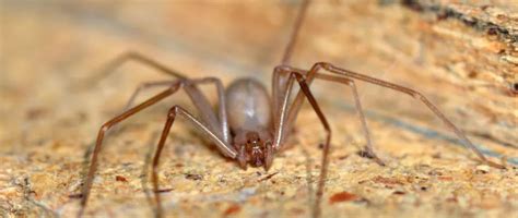 Araña Violinista ¿cuántas Razas Hay En Quintana Roo