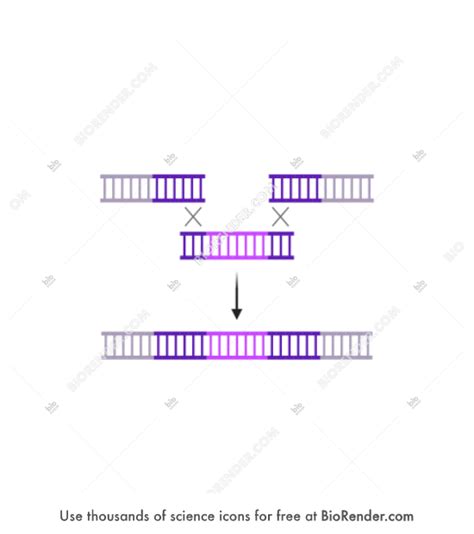 Free Homology Directed Repair Icons Symbols And Images Biorender