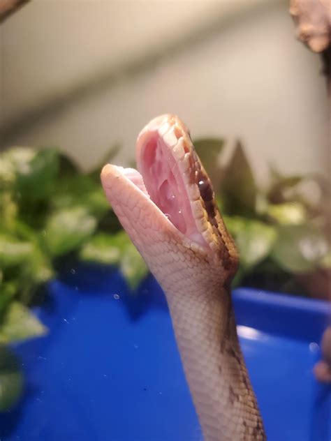 Ball Python Yawn 