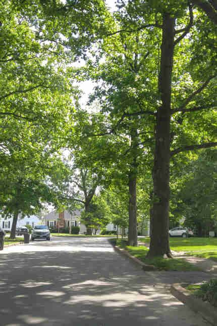 Trees With Non Invasive Root Systems Davey Tree