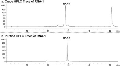 Hplc Chromatogram Of A Crude Rna 1 And B Hplc Purified Rna 1