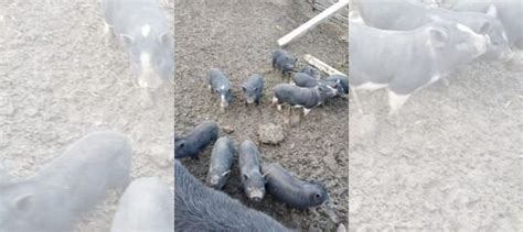 Вьетнамские поросята купить в Джанкое Животные и зоотовары Авито