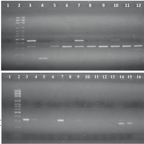 Nested Polymerase Chain Reaction Multiplex Assay Amplification Of Hpv