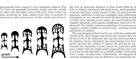Hypothetical Ontogeny Of Camerate Vertebrae The Regular Branching