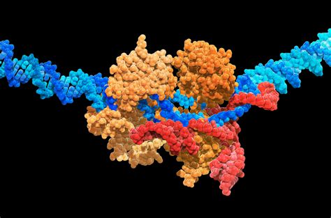 New Crispr Patent Hearing Continues High Stakes Legal Battle Science
