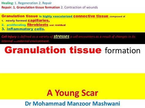 Granulation Tissue Formation