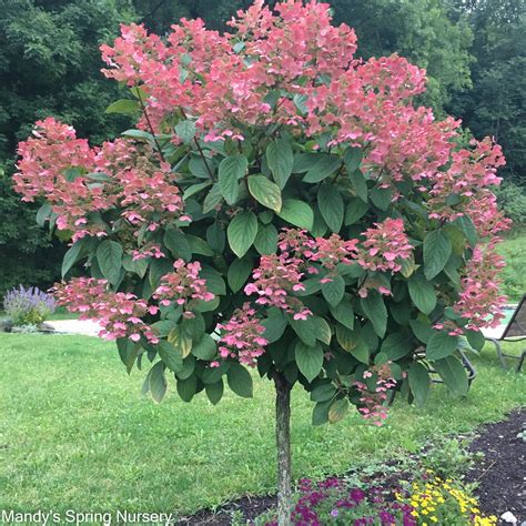 Quick Fire Hydrangea Tree Hydrangea Paniculata Bulk Mandy Spring Farm Nursery Inc