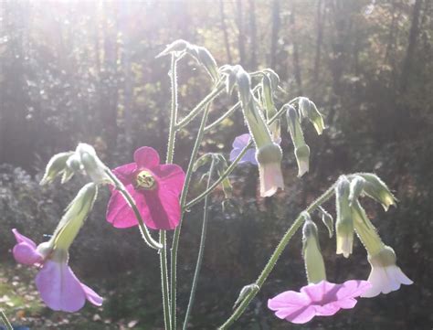 Reverence Of Nectar In Light Of The Trees