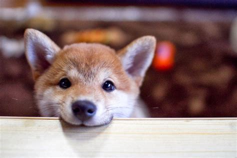 Shiba Inu Wallpapers Top Free Shiba Inu Backgrounds Wallpaperaccess