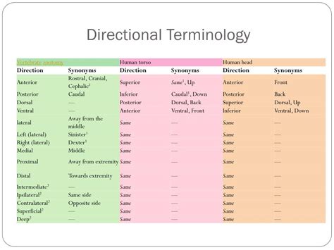 Ppt Dissection Terminology Powerpoint Presentation Free Download