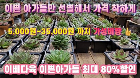 이삐다육 여름잘보낸 오동통한 아가들만 선별해서 최대 80 할인판매 귀둥이 선별종자 다육이 묵둥이 창 이삐다육
