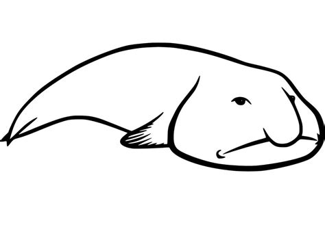 Blob Fish Coloring Pages Template Sketch Coloring Page