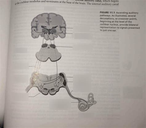 ASP 303 Figure 11 1 Martin Textbook Diagram Quizlet