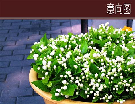 茉莉花