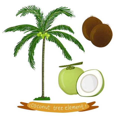 Premium Vector Tropical Coconut Palm Tree