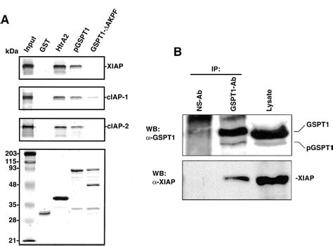 Figure 1 From The Polypeptide Chain Releasing Factor Gspt1erf3 Is