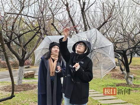 武汉青山公园的第一缕梅香飘来 荆楚网 湖北日报网