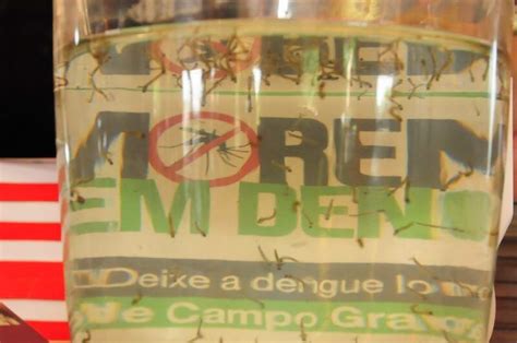 Ms Tem 28 Mil Casos Notificados E 31 Municípios Em Alerta Para Dengue