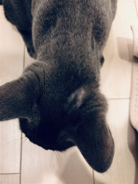 頭に小さなハゲができたので病院にいきました 初めて猫と暮らしてみたら。