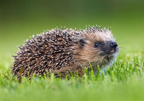 22 Things You Didn T Know About Hedgehogs