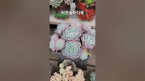 이천승아다육😘온라인 다육판매😎 간편한 문자주문 빠른배송 친절한 전화상담 5만원이상 무료배송 다육이 다육식물 다육판매