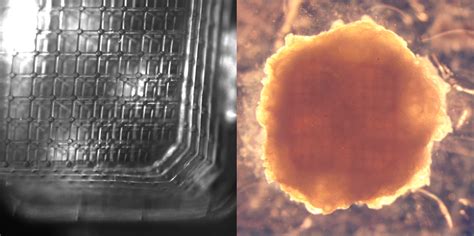 A Bioengineering Approach To Tissue Vascularization Research