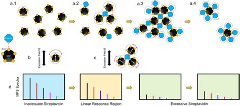 Scheme 1 Streptavidin Has A High Binding Affinity To Biotin On The Download Scientific Diagram