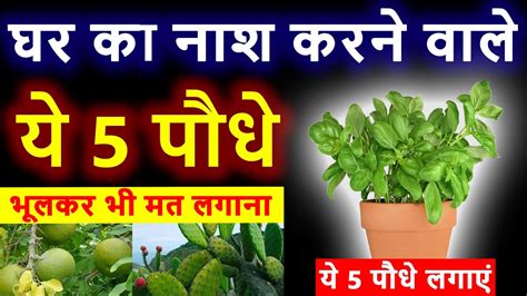 अगर खूब सारा पैसा कमाना है तो लगाओ ये 3 पौधे भिखारी भी हो जाता है