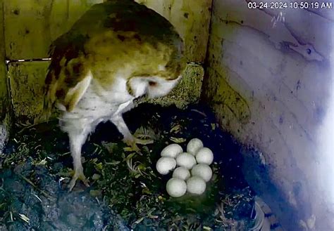 Hatch Watch Begins 831 Barn Owl Cam