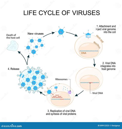 Virus Replication Cycle Stock Vector Illustration Of Integration