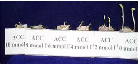 Effect Of Different Levels Of Exogenously Applied Acc On The Classical