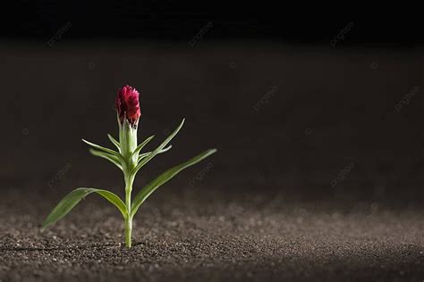 Plant Environment Sapling Single Photo Background And Picture For Free
