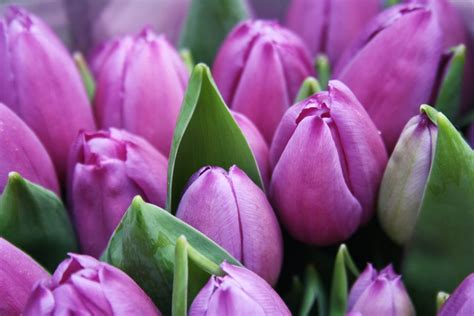 Hoa Tulip Tím Có ý Nghĩa Gì12 Mẫu Bó Hoa Tulip Tím đẹp Cho Mọi Dịp