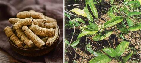 Ba Ji Tian Radix Morindae Officinalis Bai Ji Tian For Sale Native Chinese