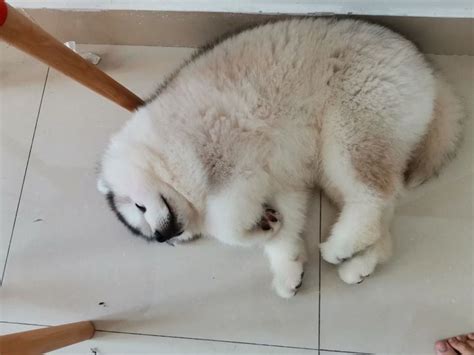 唐二姑娘 的想法 这吃了就睡的阿拉猪 养宠有简法 养了 知乎