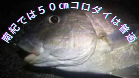 大物魚釣り用針エサのイカキビナゴイワシ海産エビあります夜釣りで来るコロダイはデカイ