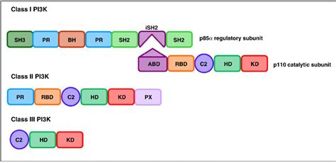 Nutritionally Variant Streptococcus Semantic Scholar