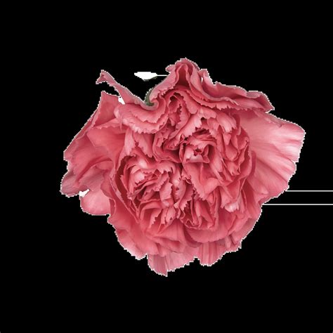 150 Pink Carnations Wholesale Carnations Bulk Carnations Roses