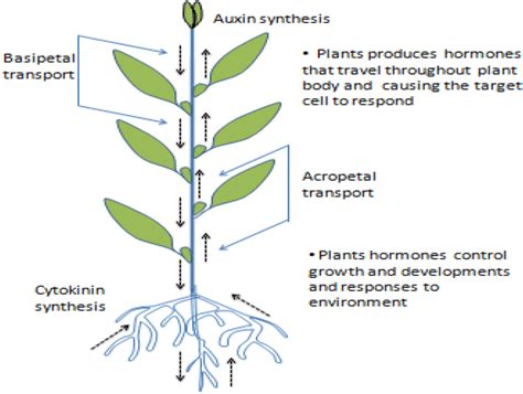 Role Of Hormones In Plant Growth And Development Download Scientific