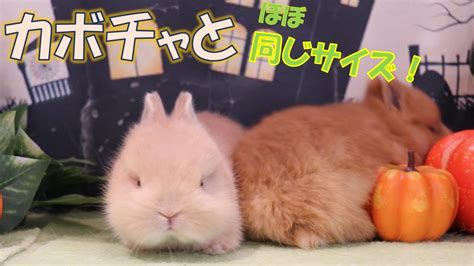 【極小！】置物と同じサイズのネザーランドドワーフちゃん♪ Youtube