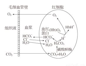 人体血液中的O2与血红蛋白 Hb 结合 以氧合血红蛋白形式在血液中运输 大部分CO2在血浆中以HCO的方式运输 如图所示 据图回答问题 1