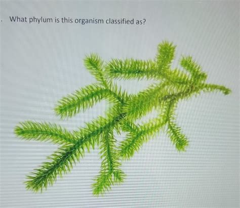 Solved 4 Members Of This Phylum Typically Need 2 Alternate