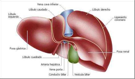 Higado Para Colorear