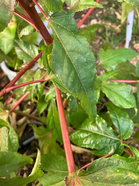 Little White Bugs On Hibiscus Rwhatsthisbug