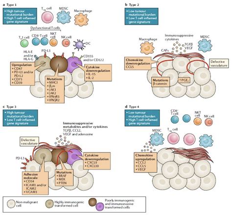 Nat Rev Clin Oncol对号入座区分这4类肿瘤微环境免疫治疗将更有效 MedSci cn