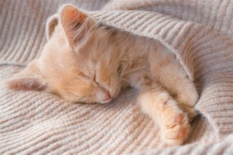 Premium Photo Cute Little Ginger Kitten Lies On A Beige Knitted Bedspread