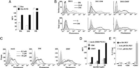dmy increases peptide binding to mhc ii a hek293t dr ii cells were