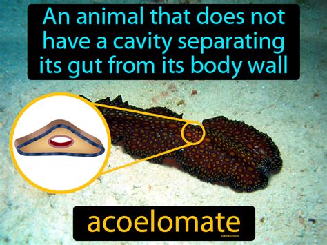 Acoelomate Definition And Image Flippy Flashcards