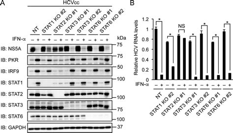 Knockout Of Stat3 Or Stat6 Does Not Affect The Inhibition Of Hcv